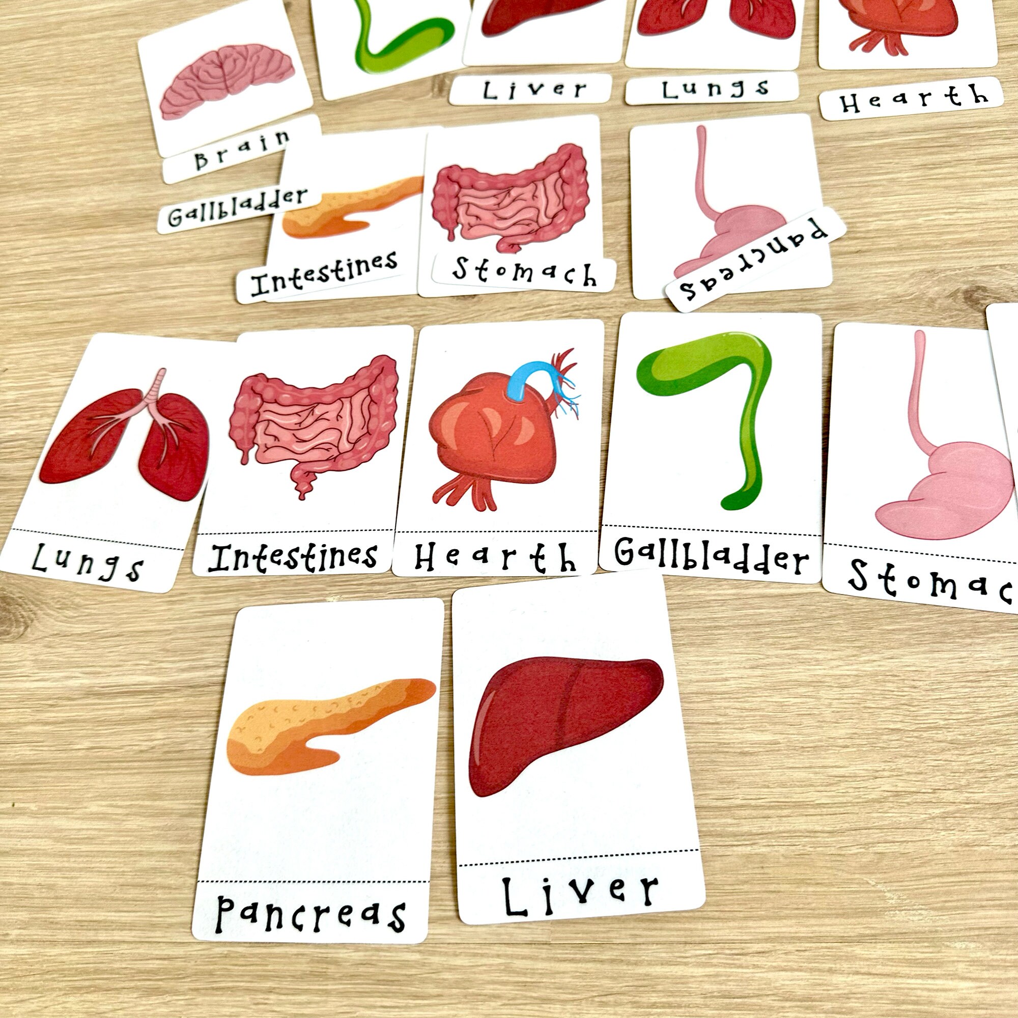 Human Organs Flashcards and Body Facts, Homeschool Montessori Materials ...
