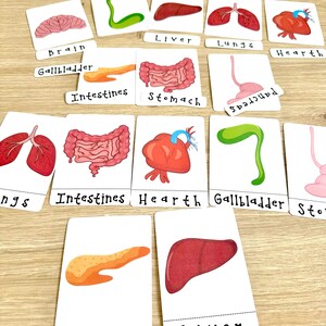 Human Organs Flashcards and Body Facts, Homeschool Montessori Materials ...