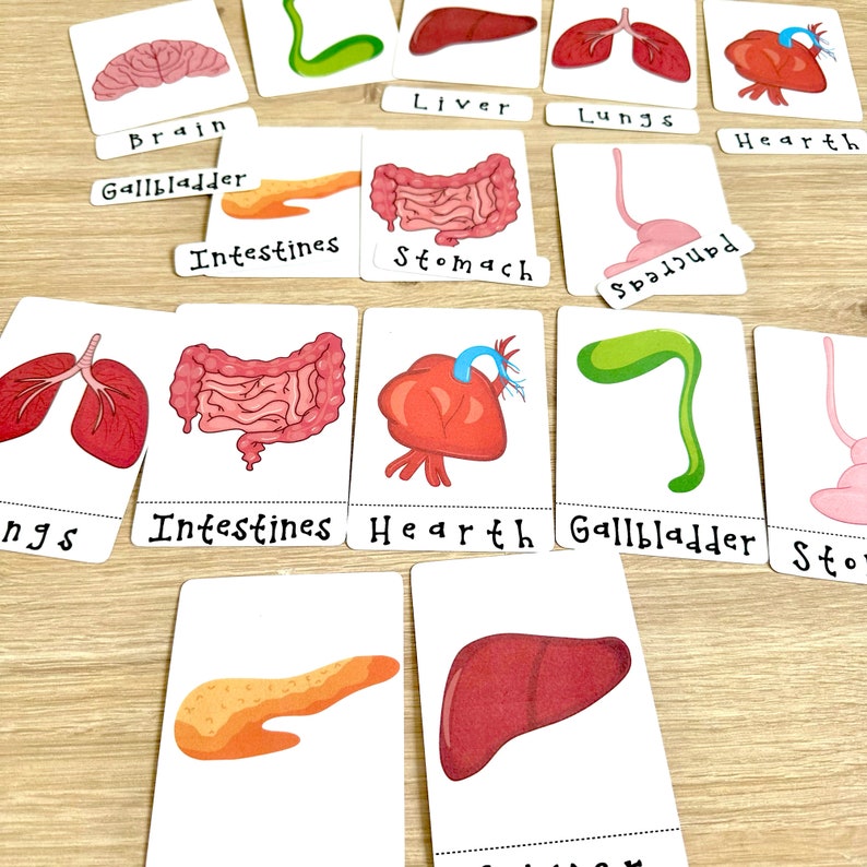 Human Organs Flashcards and Body Facts, Homeschool Montessori Materials ...