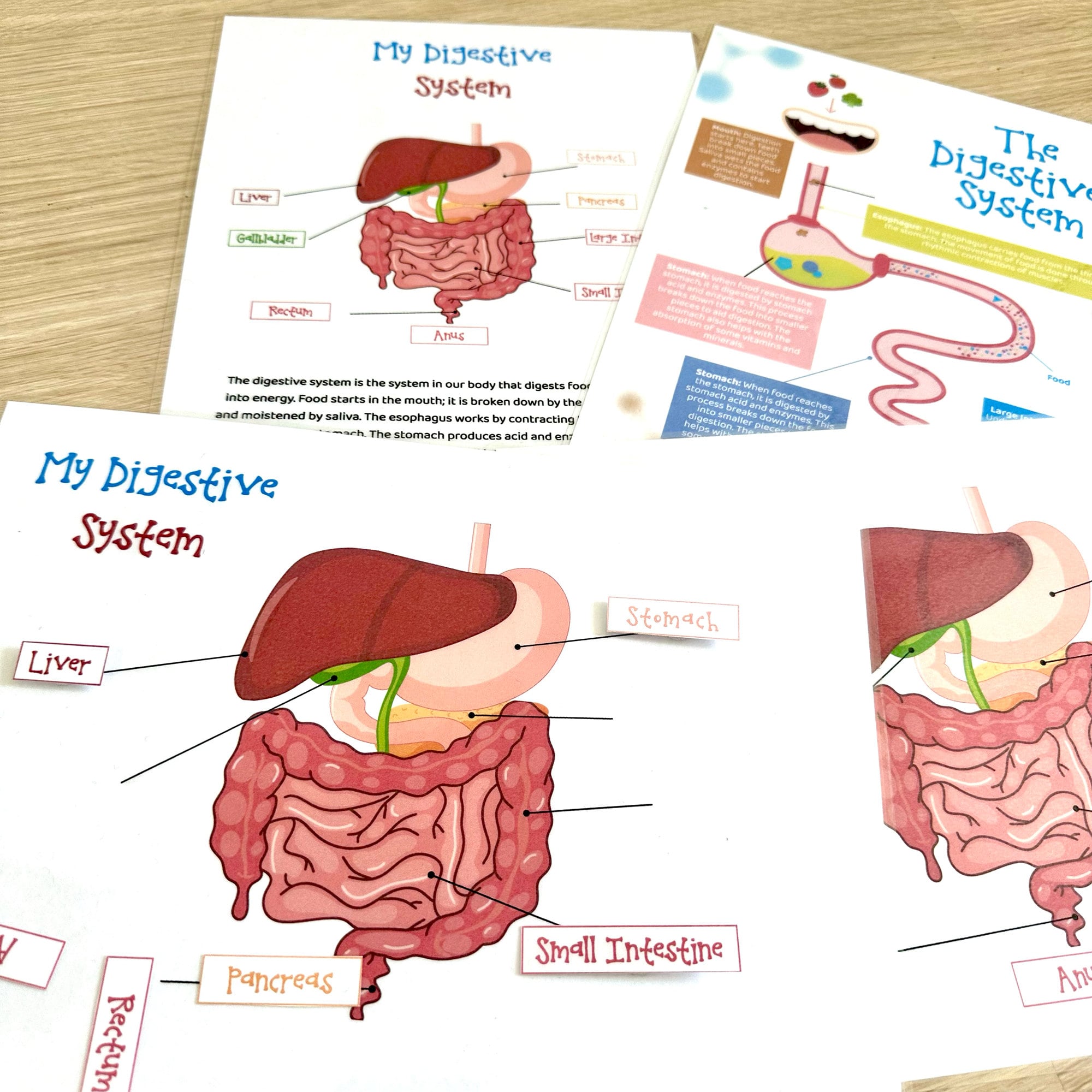 Human Digestive System Anatomy Bundle, About Me Homeschool Curriculum ...