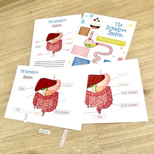 Human Digestive System Anatomy Bundle, About Me Homeschool Curriculum ...