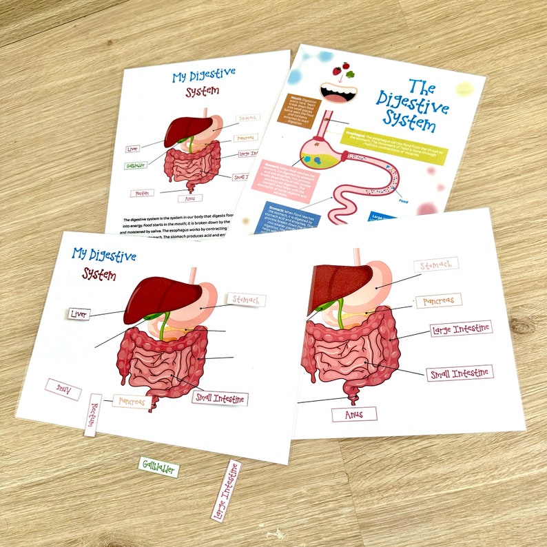 Human Digestive System Anatomy Bundle, About Me Homeschool Curriculum ...