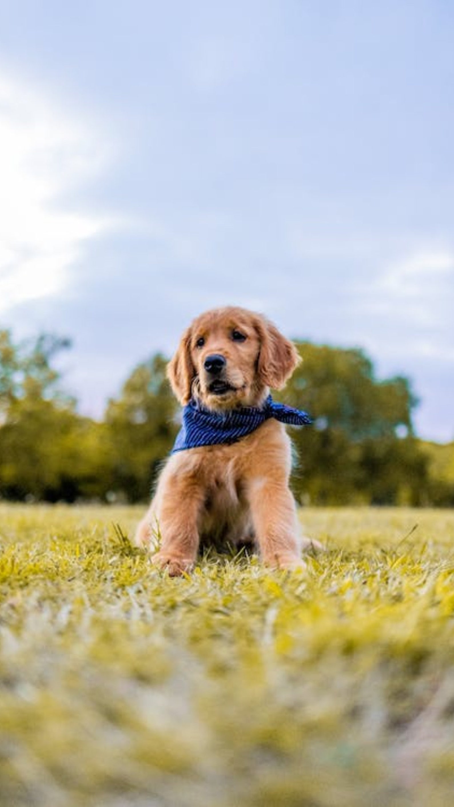 Golden Retriever Wallpaper - Etsy