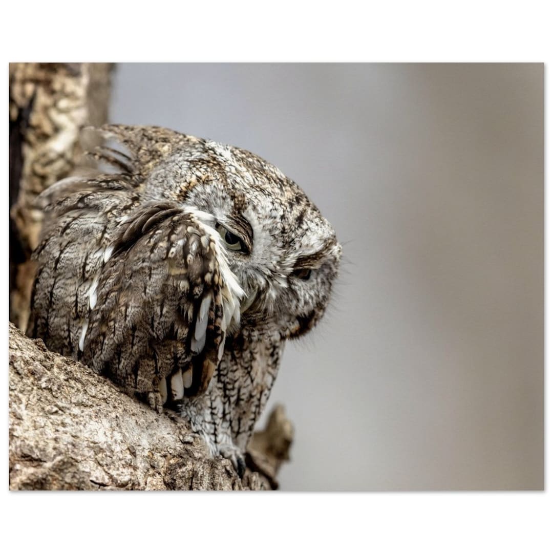Oscar the Owl - Etsy