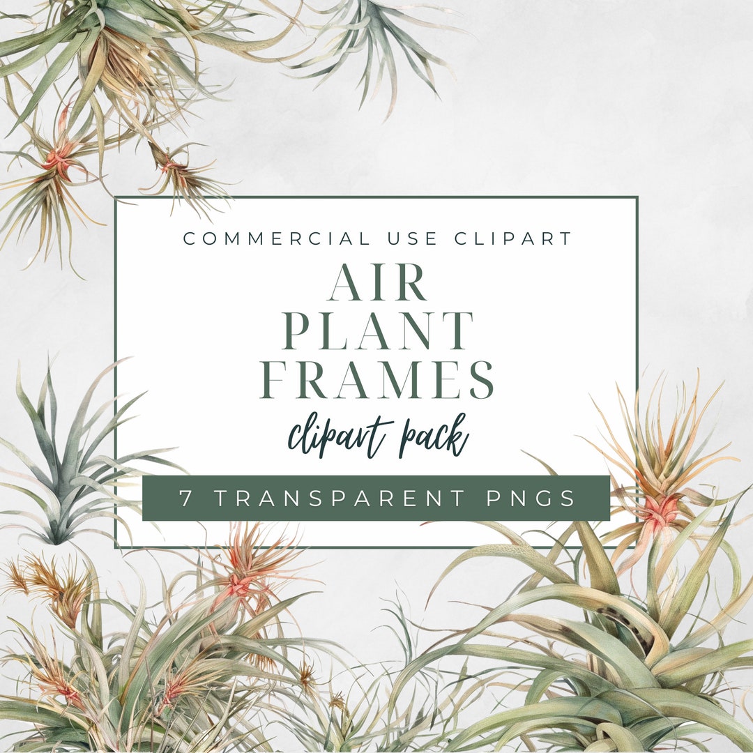 Tillandsia Air Plant Frames Clipart Pack, Commercial Use Clipart ...