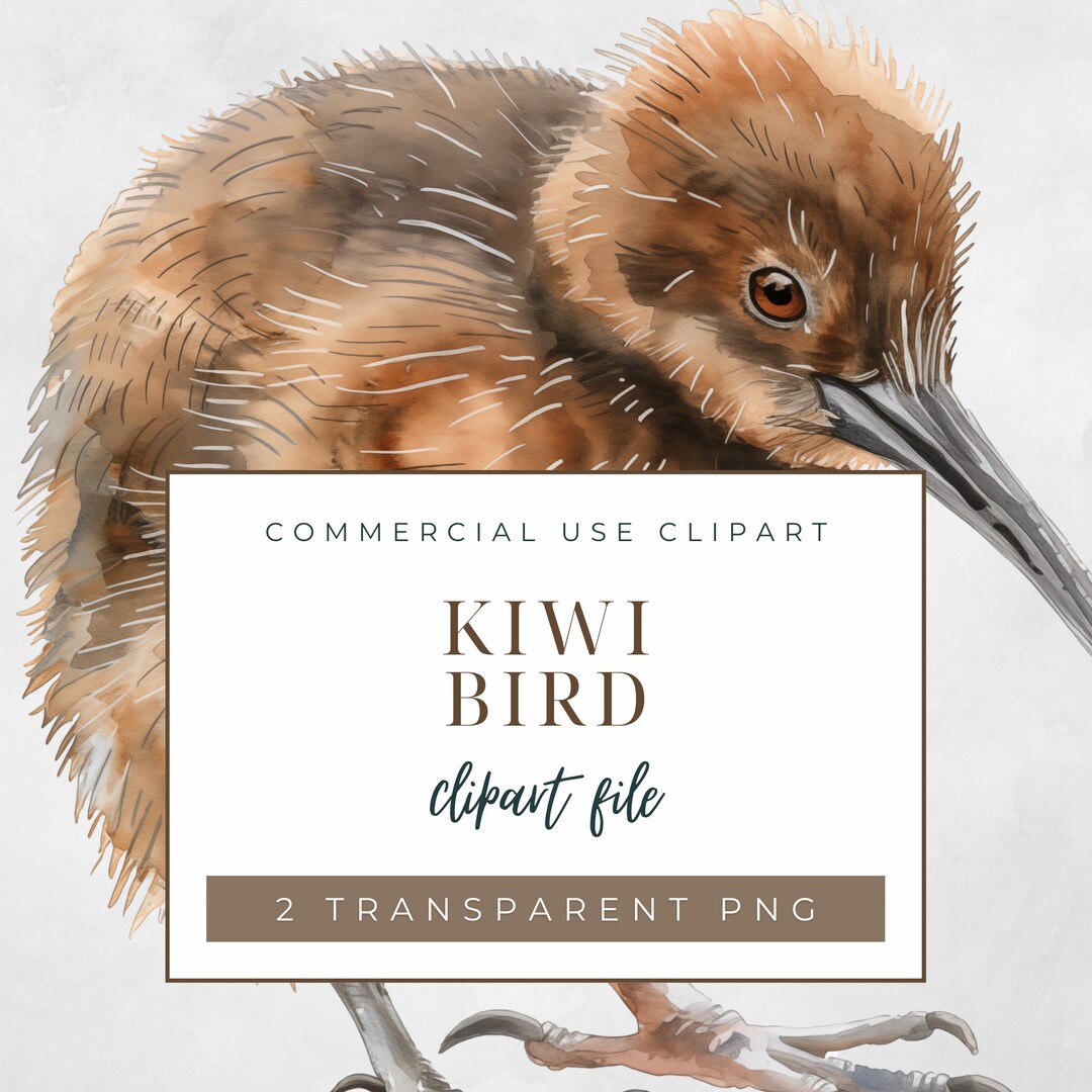 New Zealand Kiwi Bird Clipart, Commercial Use Clipart, Transparent PNG ...