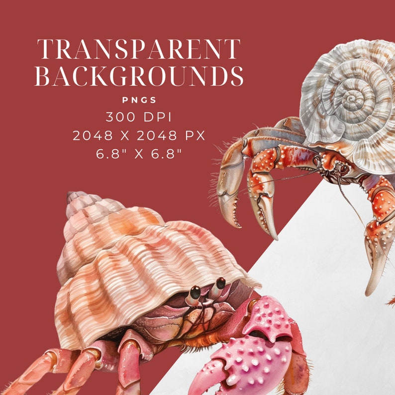 Hermit Crab Clipart Pack, Commercial Use Clipart, Transparent Pngs ...