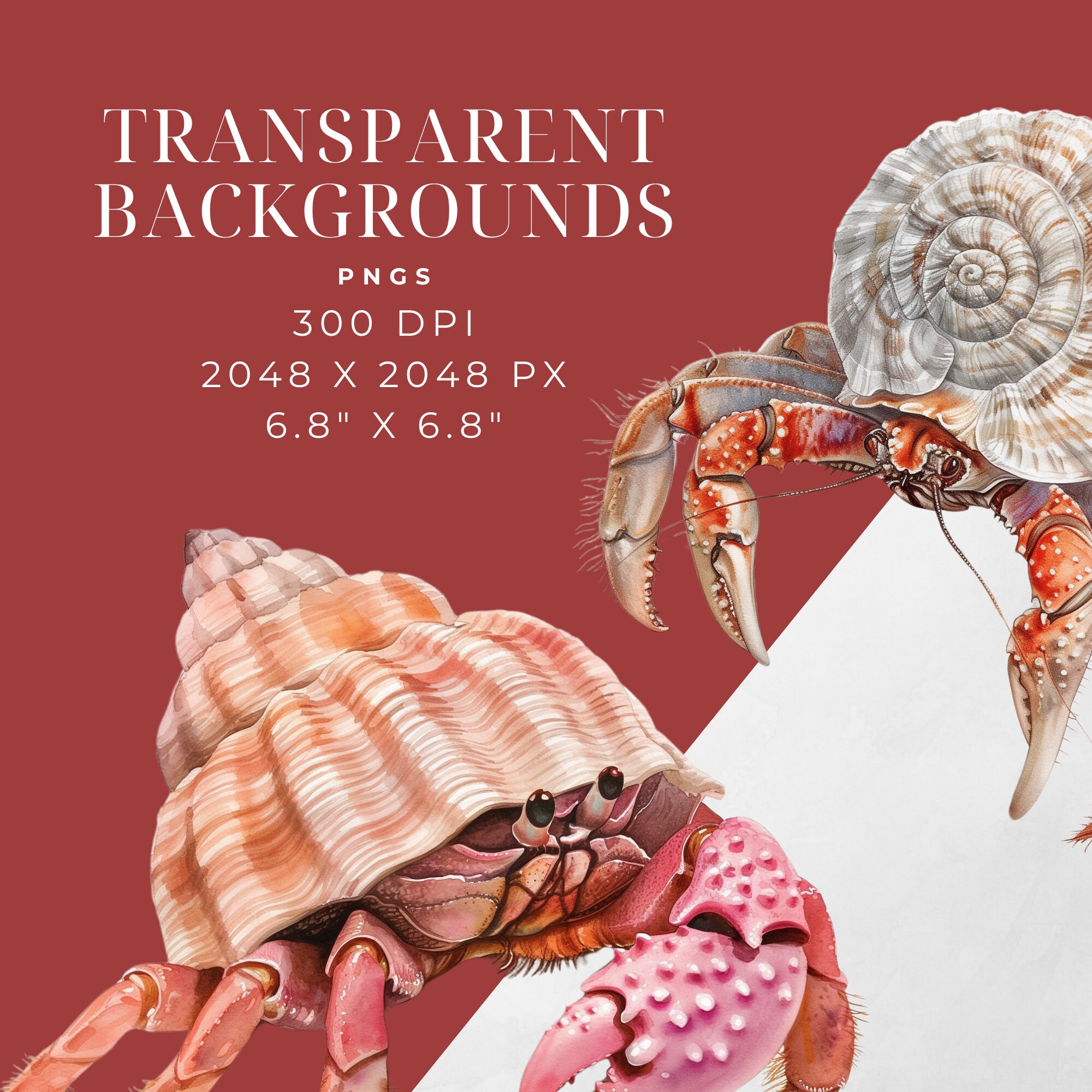 Hermit Crab Clipart Pack, Commercial Use Clipart, Transparent Pngs ...