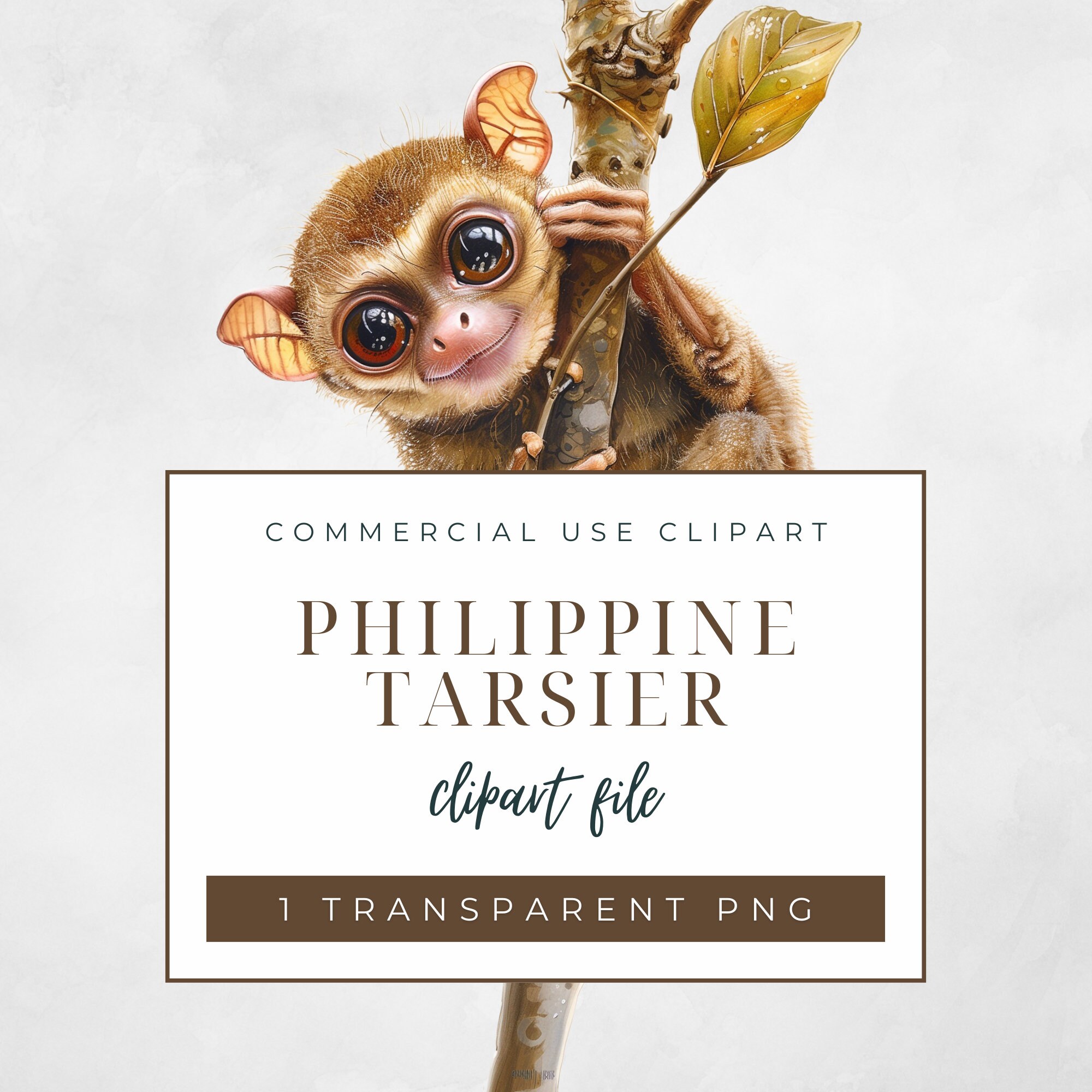 Philippine Tarsier Monkey Clipart, Commercial Use Clipart, Transparent ...