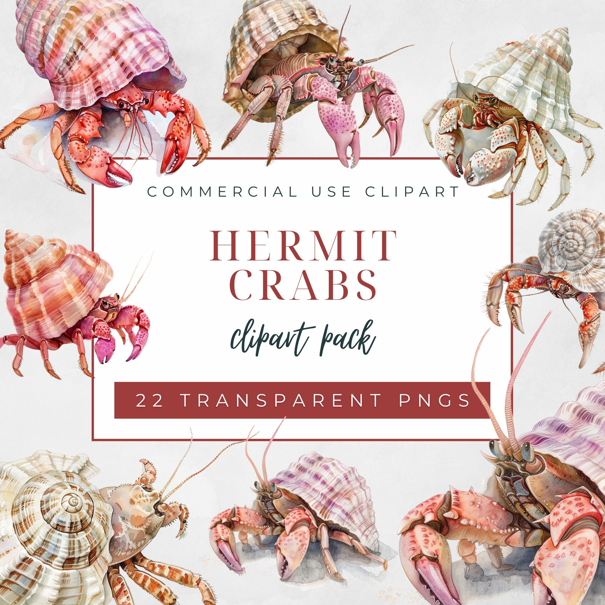 Hermit Crab Clipart Pack, Commercial Use Clipart, Transparent Pngs ...