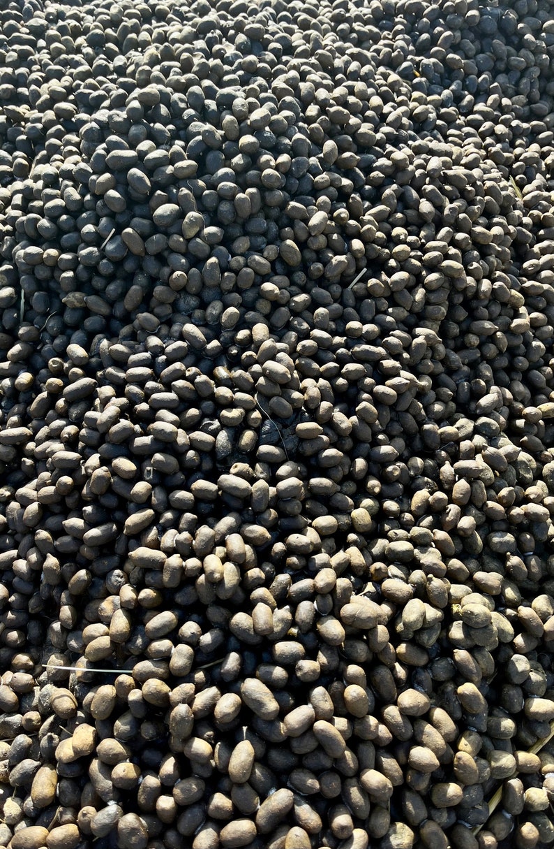 1.5 Pounds Llama Poop L Natural Fertilizer L Llama Beans L Llama Manure ...