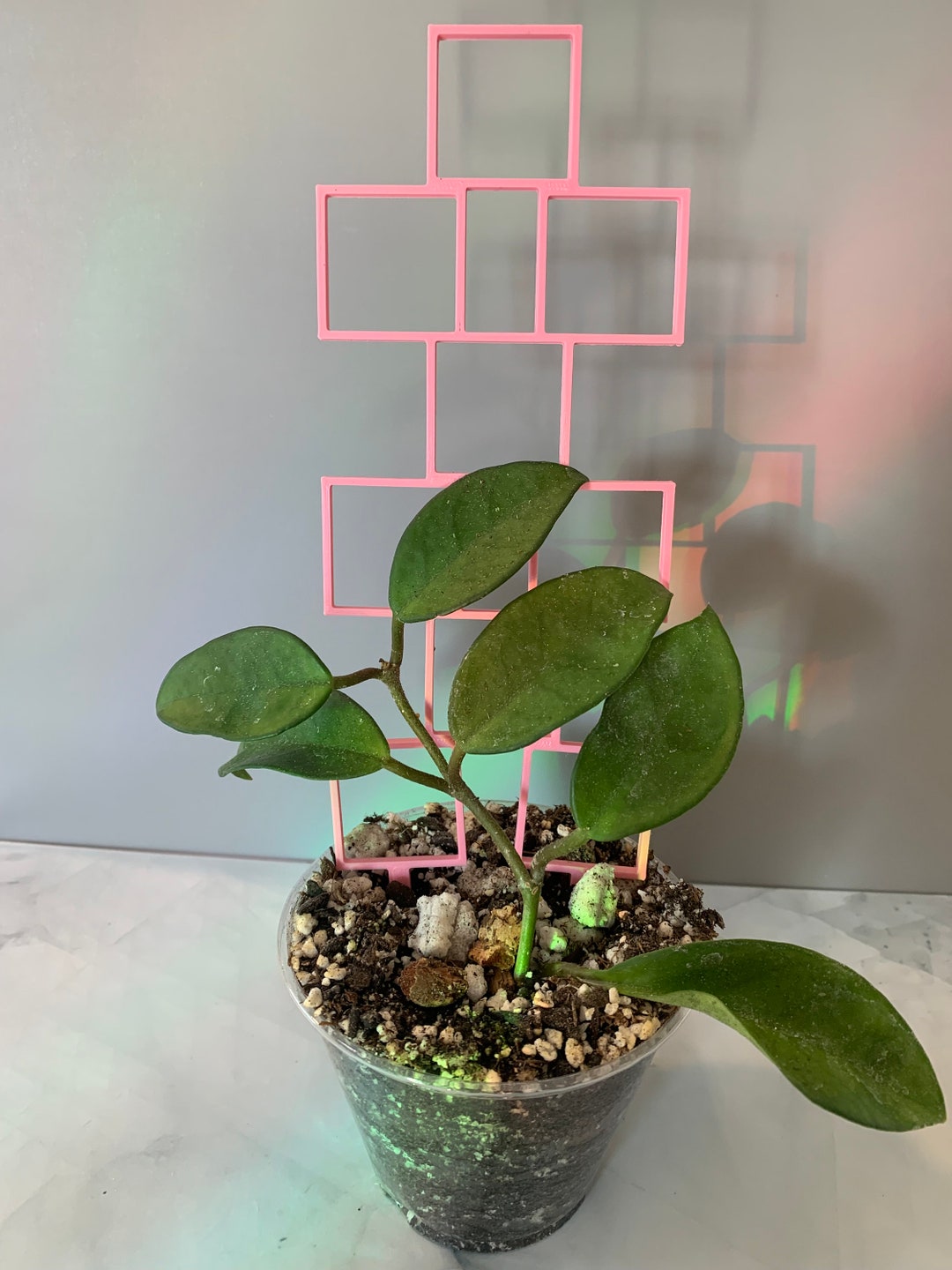 3D Printed Trellis - Etsy