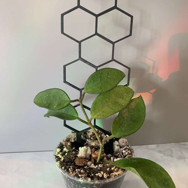 3d Printed Plant Trellis - Etsy