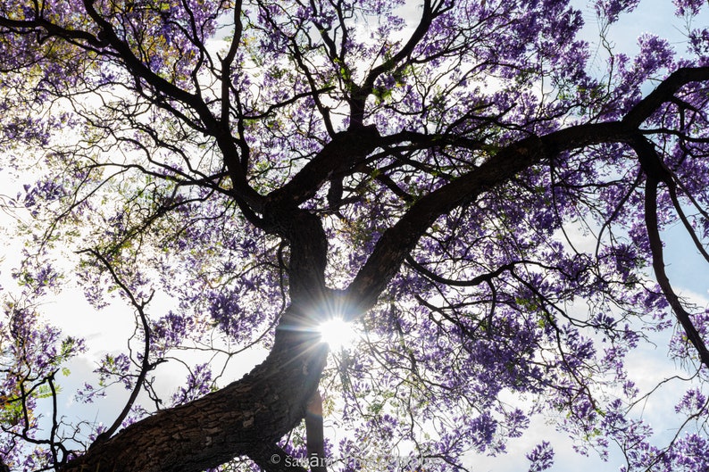 Jacaranda Tree Australian Wall Art Australian Nature Landscape ...