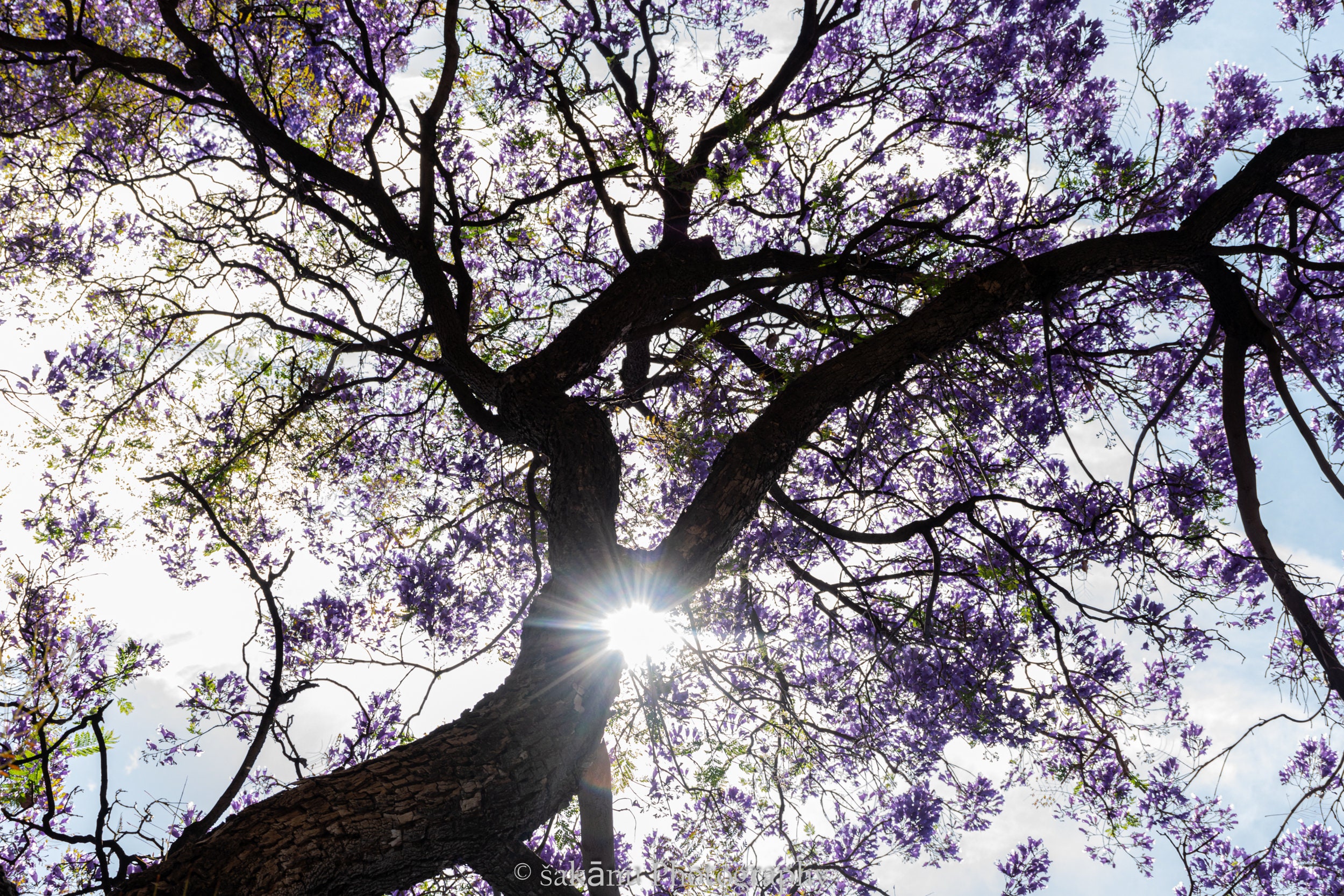 Jacaranda Tree Australian Wall Art Australian Nature Landscape ...