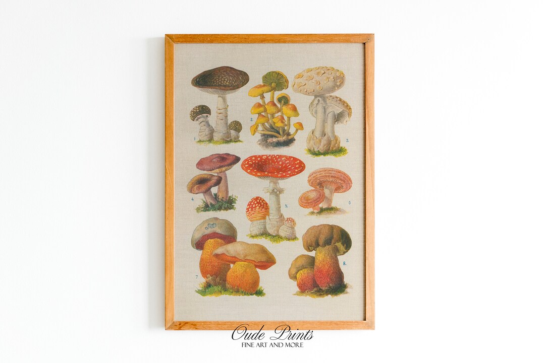 Mycology Scientific Drawing 1910's Mushroom Textbook Art Printable 20th ...