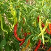 Organic Tomato 50 Seeds - Montecarlo Variety - Etsy Canada