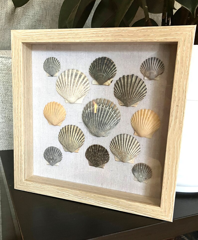 Small Scallop Shell - Driftwood Frame - Etsy