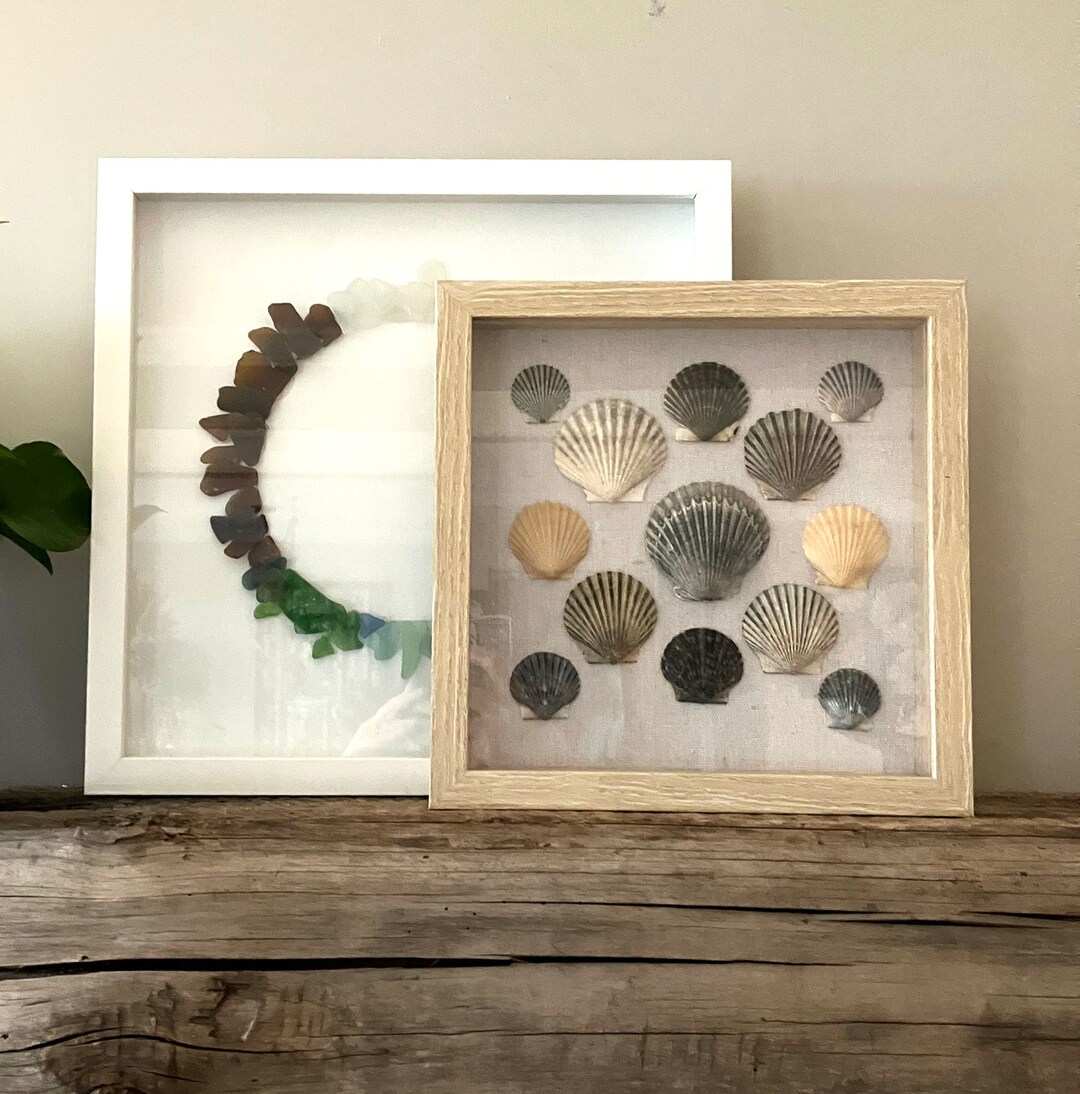 Small Scallop Shell - Driftwood Frame - Etsy
