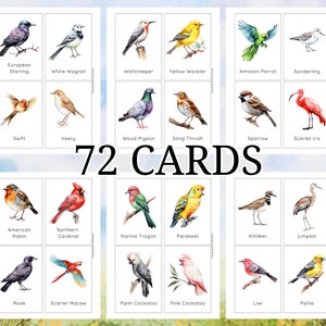 72 Birds Flashcards for Kids, Bird Breed Learning Cards; Birds Learning ...