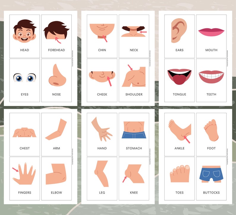 EDITABLE 24 Body Part Flashcards via Canva; Vocabulary Flashcards for ...