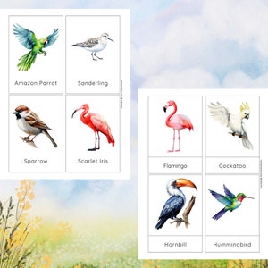 72 Birds Flashcards for Kids, Bird Breed Learning Cards; Birds Learning ...