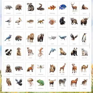 80 Realistic Animal Flashcards; Kids Learning Flash Cards; Animal ...