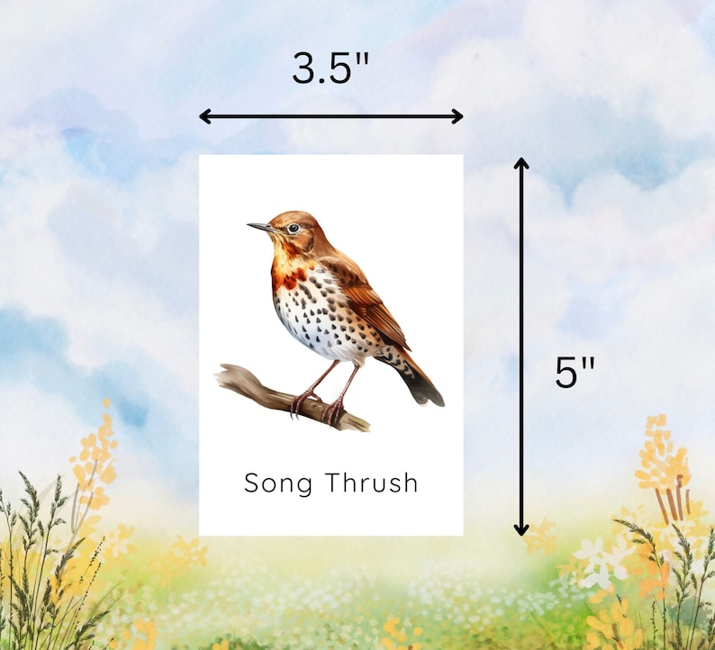 72 Birds Flashcards for Kids, Bird Breed Learning Cards; Birds Learning ...
