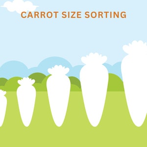 Carrot Size Sorting Activity; Prek Worksheet; Size Recognition ...