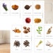 30 Herbs and Spices Flashcards; Vocabulary Flashcards; Plants ...