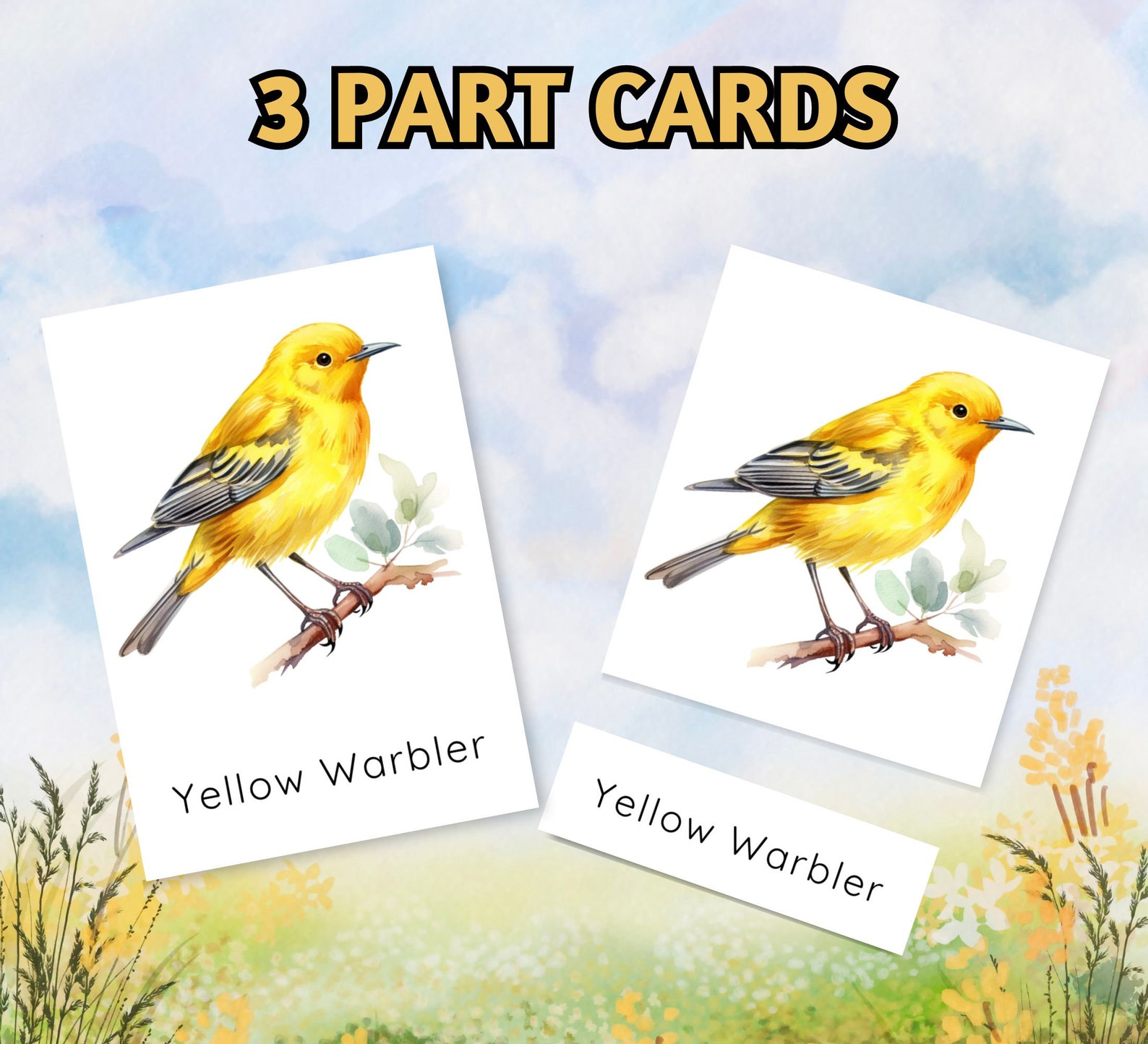 72 Birds Flashcards for Kids, Bird Breed Learning Cards; Birds Learning ...