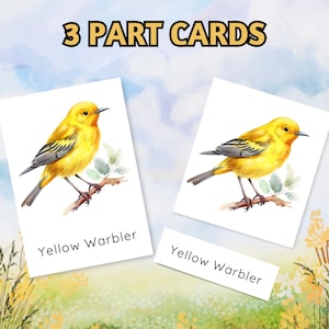72 Birds Flashcards for Kids, Bird Breed Learning Cards; Birds Learning ...