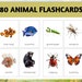 80 Realistic Animal Flashcards; Kids Learning Flash Cards; Animal ...