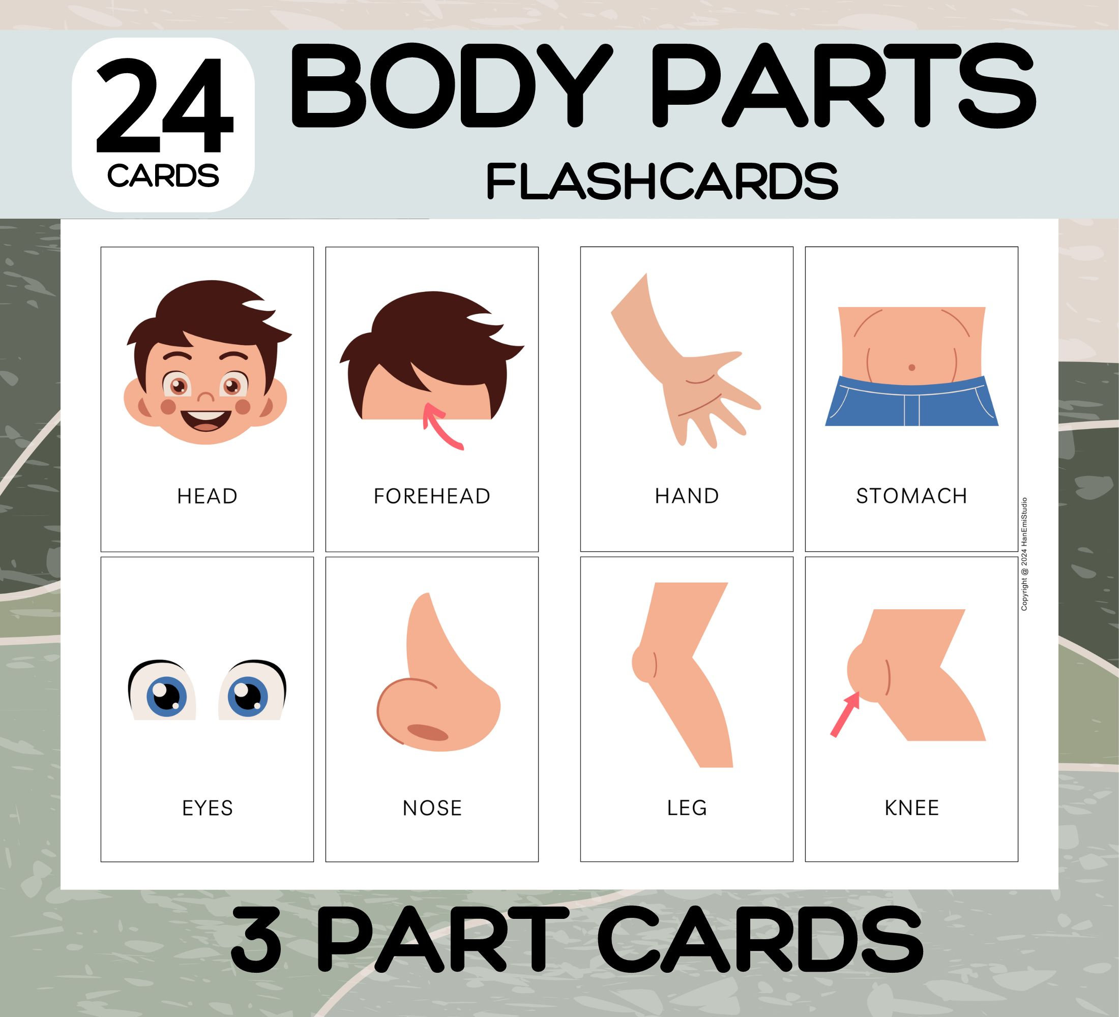 24 Body Part Flashcards Vocabulary Flashcards for Kids Preschool ...