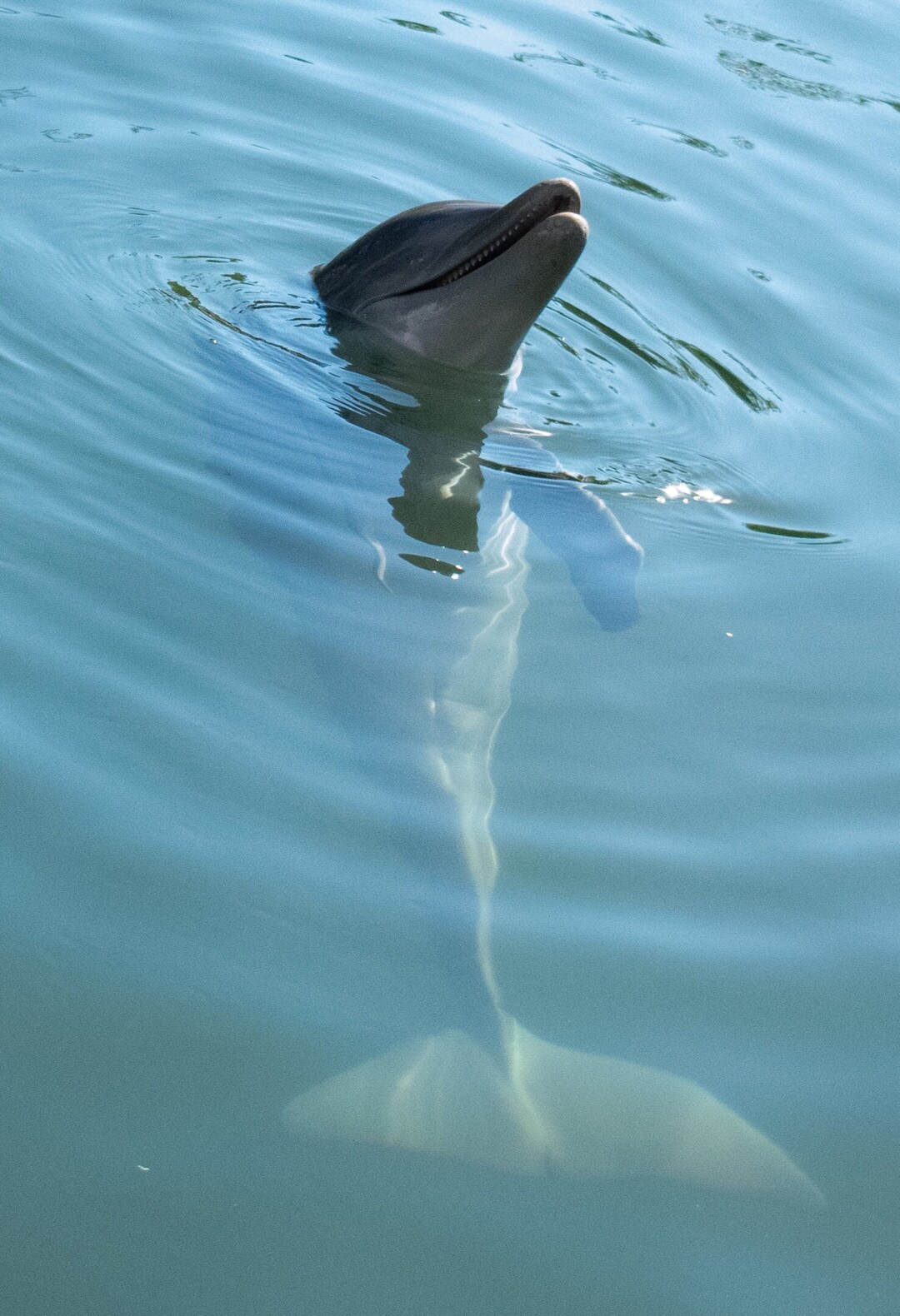 Baby Dolphin - Etsy