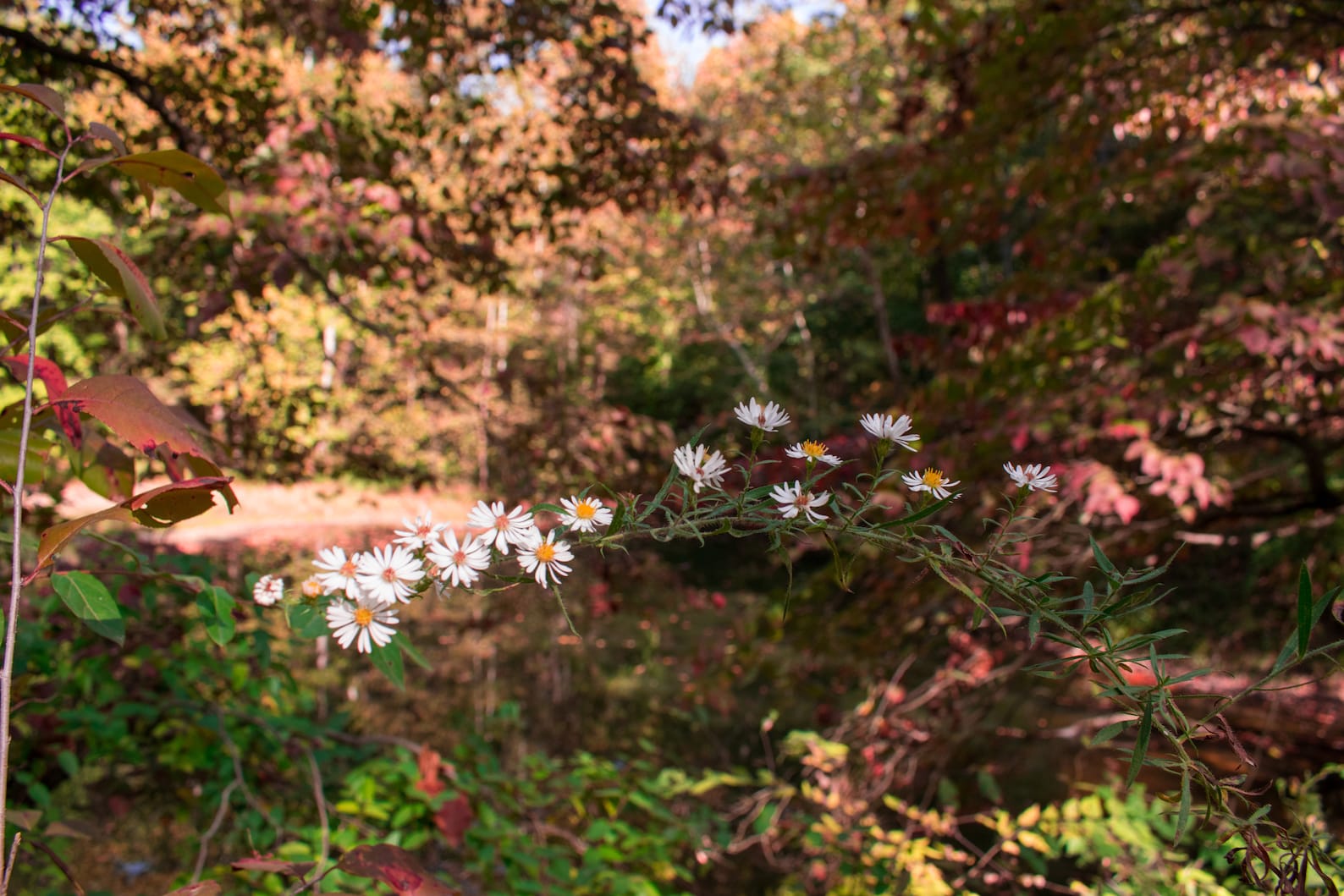 Fall Scape - Etsy