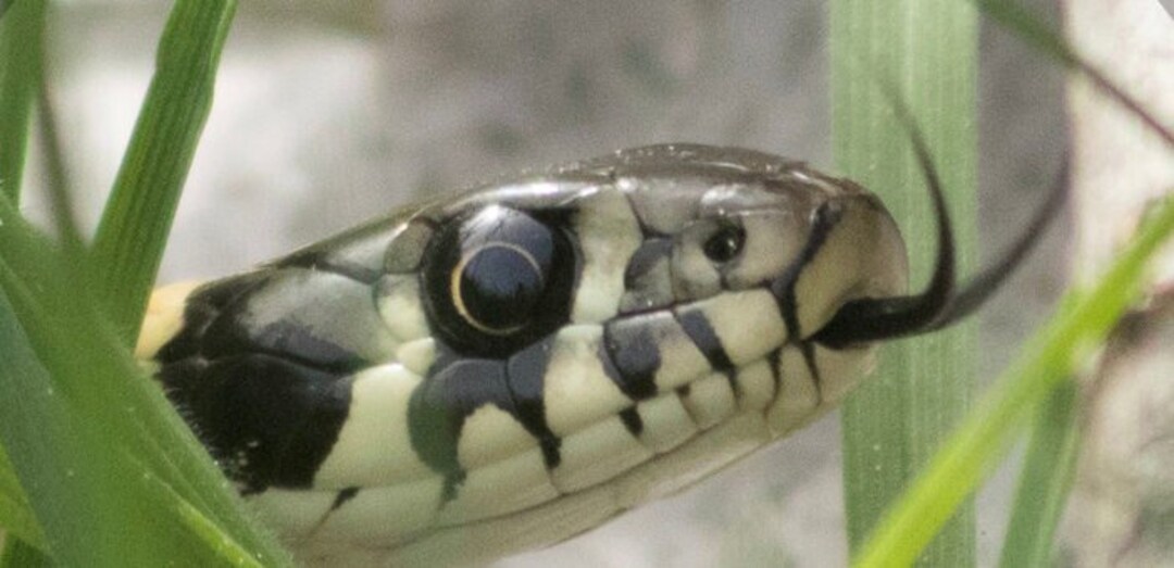 Snake Greeting Card, Reptile Card, Snake Card, Birthday Card, Snake ...