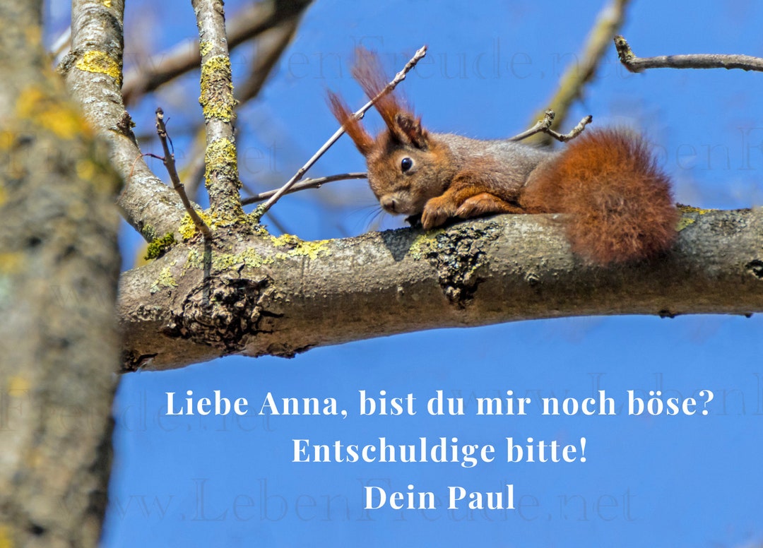 Personalizable Card to Say Sorry, Photo Squirrel, Custom, Sorry, Excuse ...