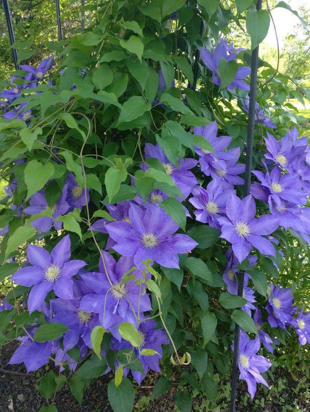 Clematis Seeds (purple Variety) - Etsy