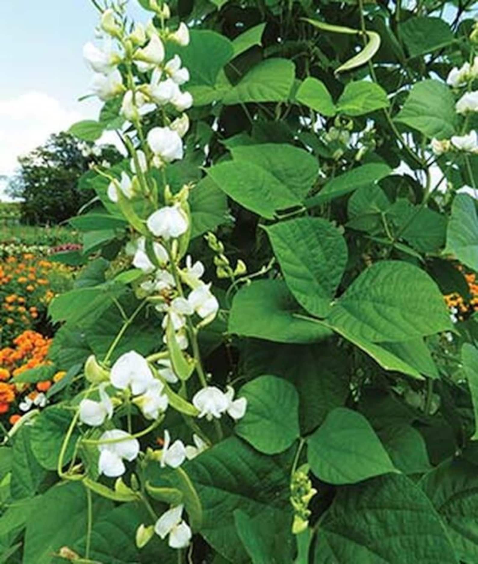 White Hyacinth Bean Vine Seeds Lablab Purpureus Var Albus Etsy