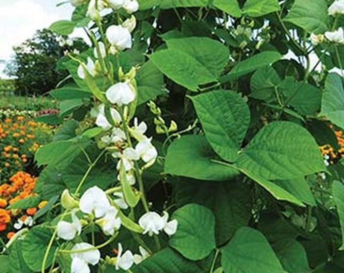 Hyacinth Bean Seed Red Leaved Hyacinth Vine Flower Seeds 100 Seeds - Etsy