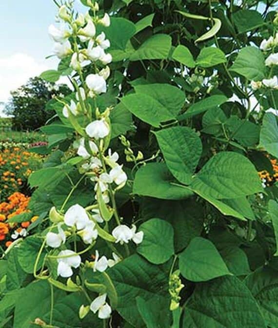 White Hyacinth Bean Vine Seeds (lablab Alba) - Etsy