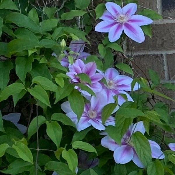 Clematis - Etsy