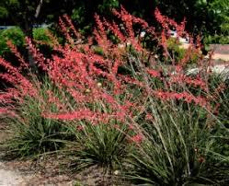 Red Yucca Seeds (hesperaloe Parviflora) - Etsy