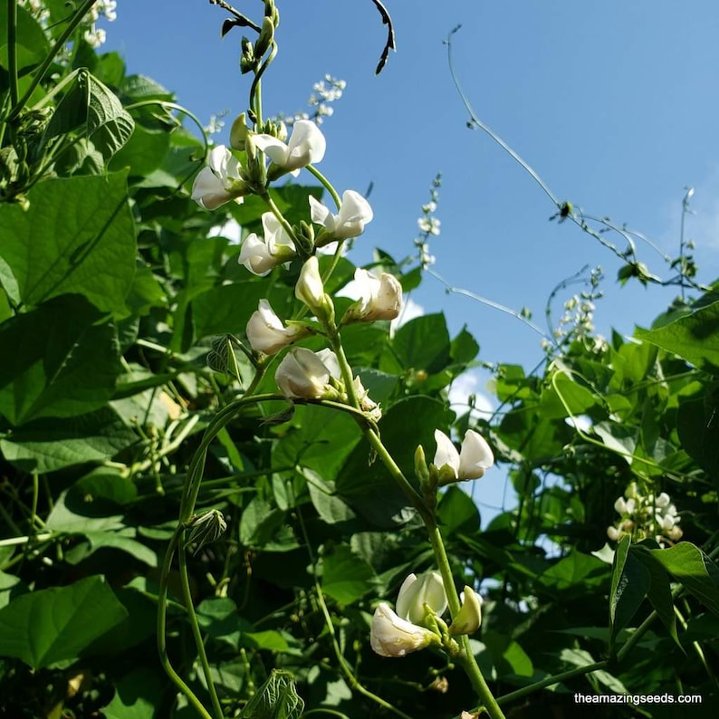 White Hyacinth Bean Vine Seeds (lablab Alba) - Etsy