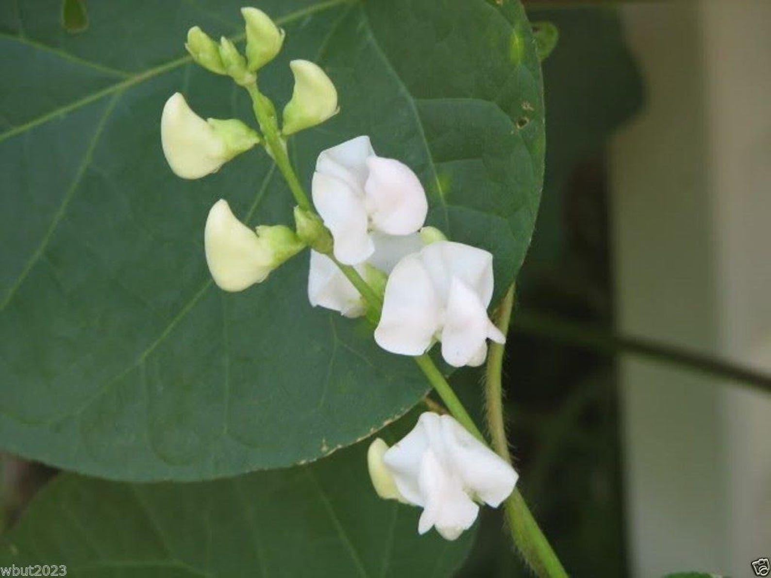 White Hyacinth Bean Vine Seeds (lablab Alba) - Etsy