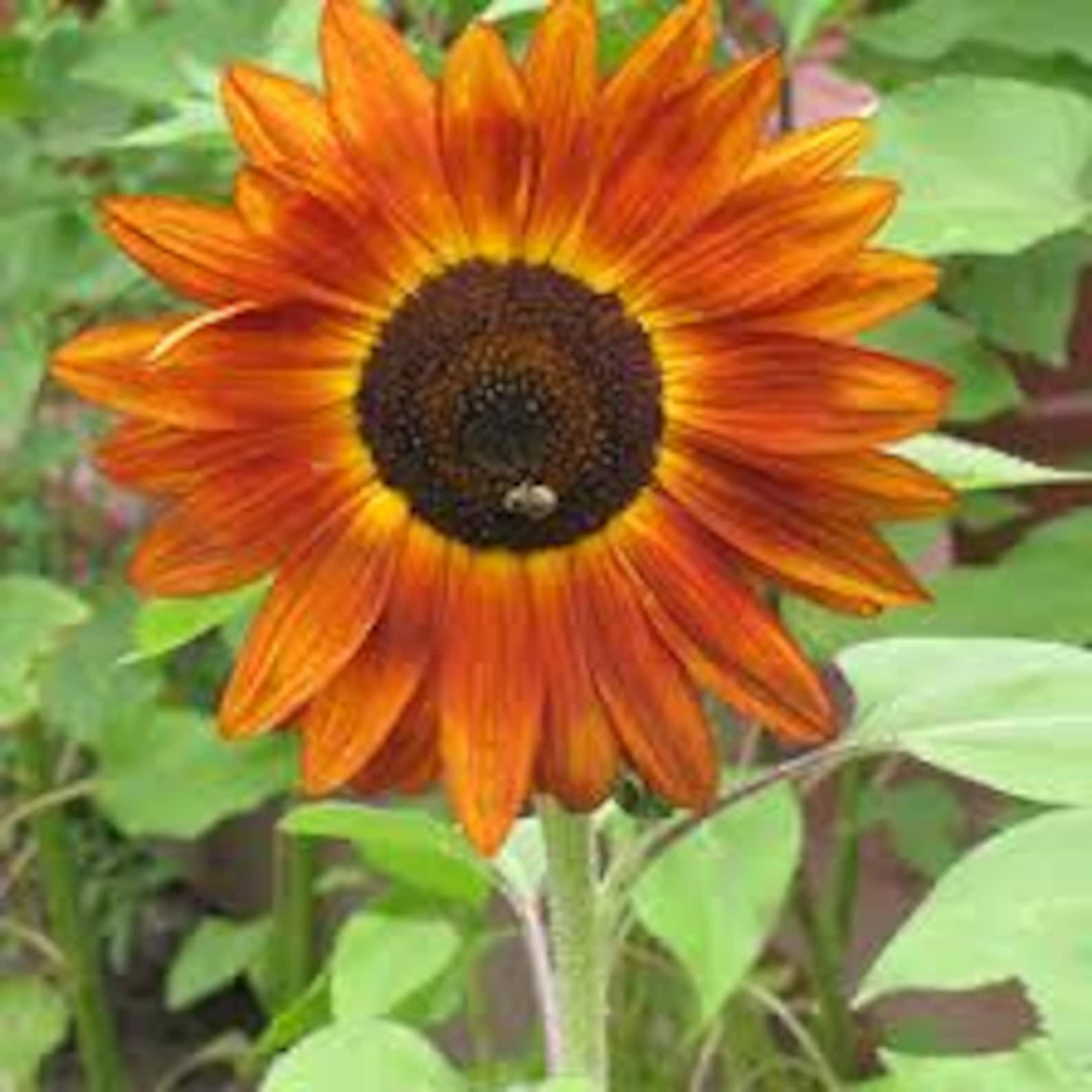 Red Sun Sunflower Seeds (helianthus Annuus 'red Sun') - Etsy