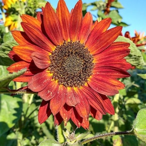 Red Sun Sunflower Seeds (helianthus Annuus 'red Sun') - Etsy