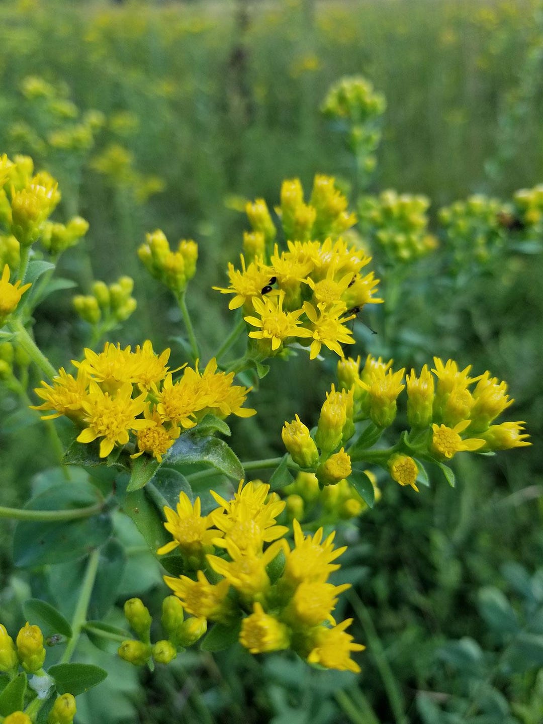 Stiff Goldenrod Seeds (solidago Rigida) - Etsy