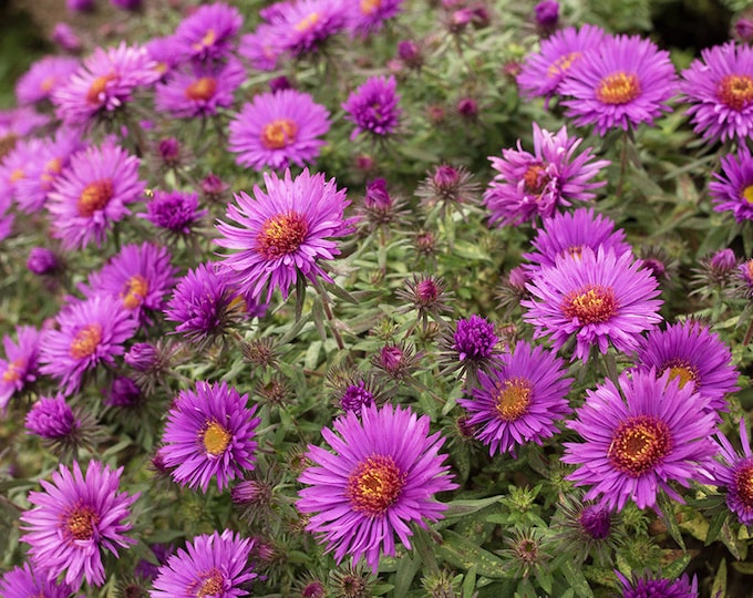 Aster O. 'raydon's Favorite' Aromatic Aster Live Starter Plant FREE ...